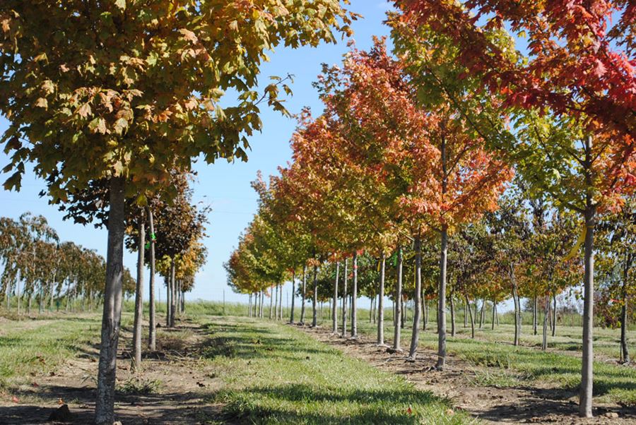 Landscaping & Tree Photos