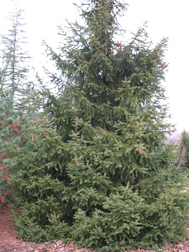 Food Plot & Fruit Trees