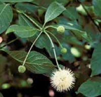 Food Plot & Fruit Trees